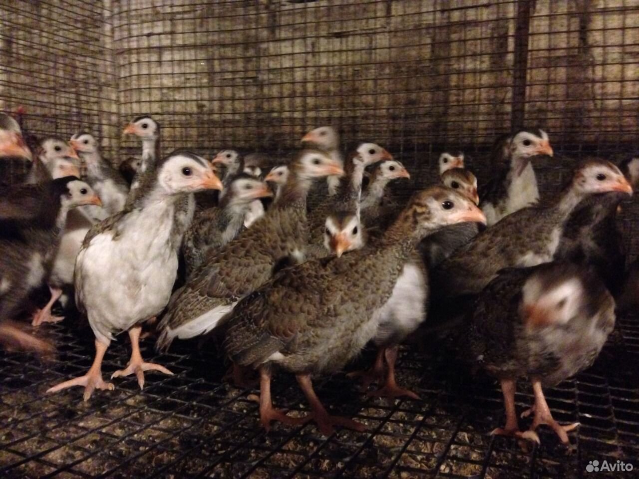 Муларды Гусята Утята Цесарята