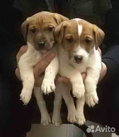 Джек Рассел терьер, Гамбит и Глэд. Москва