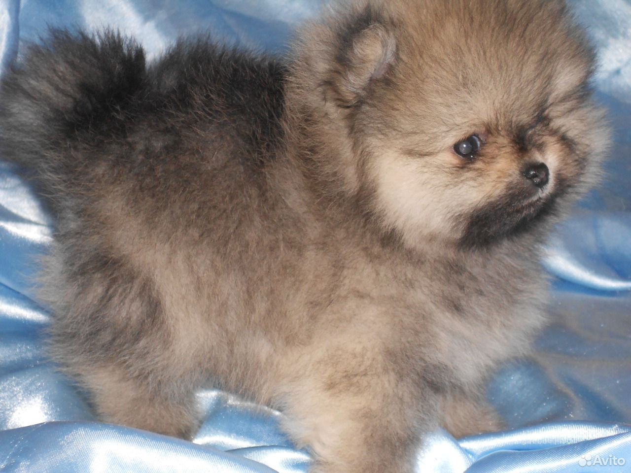 Щеночки мишутки-топтыжки