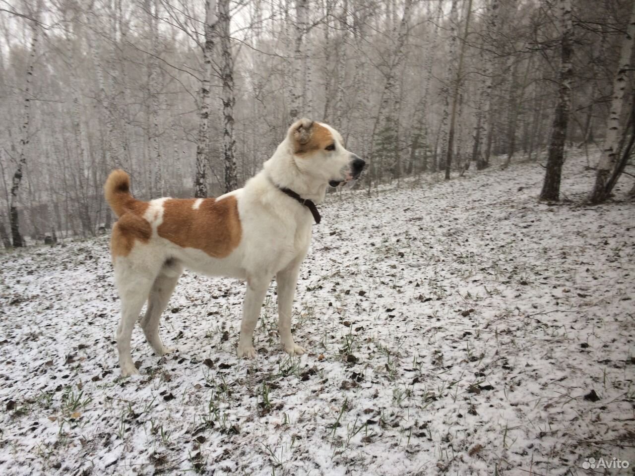 Кобель азиат с отличной родословной на вязку
