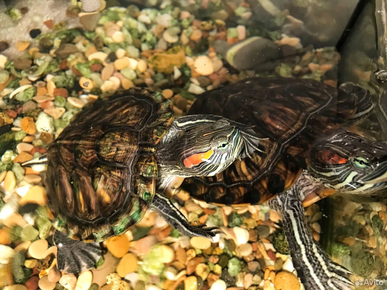 Красноухие черепахи с аквариумом