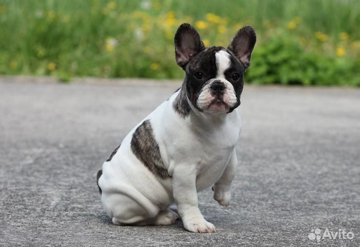 Шикарный мальчик-французик