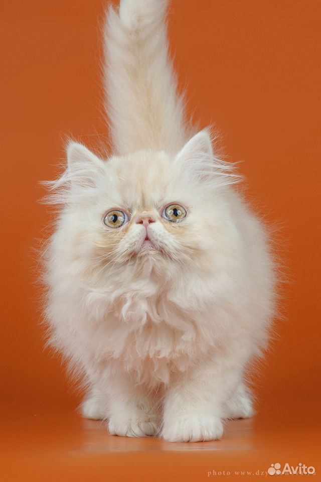 Персидская кошечка