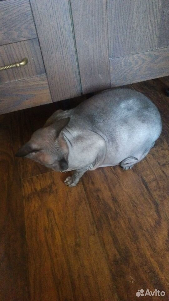 Кот Сфинкс 2,5 года