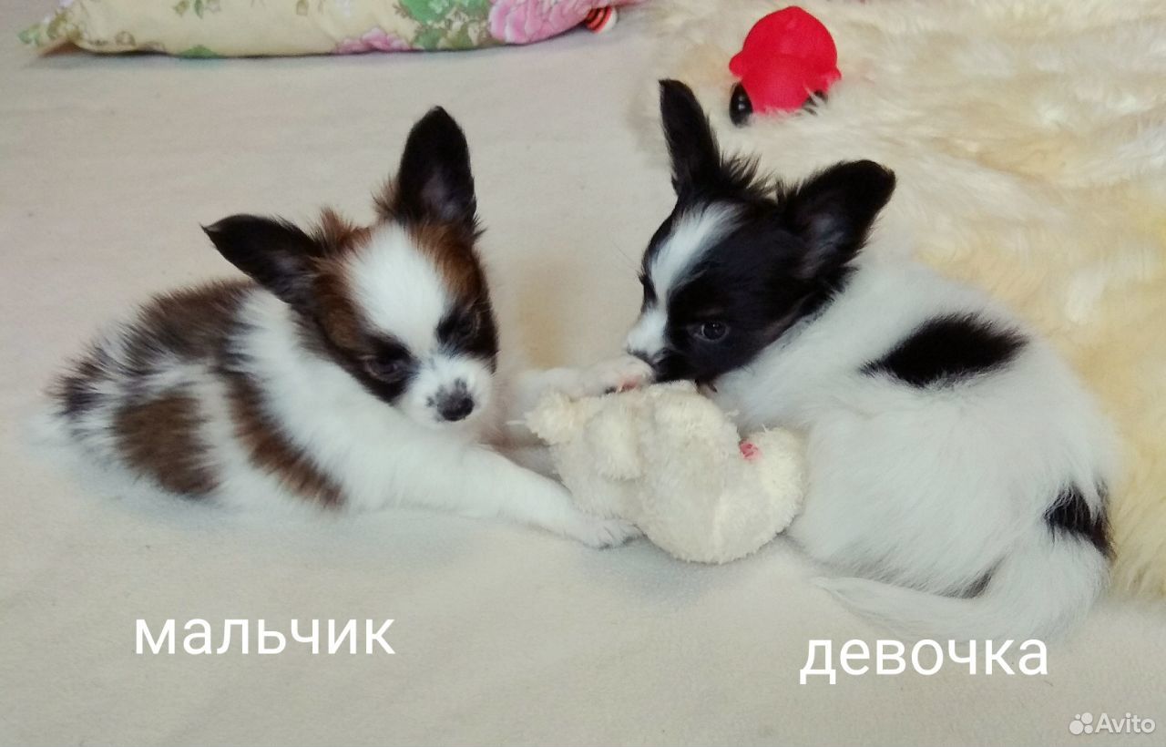 Мальчик и девочка папильон