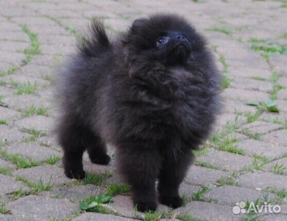 Померанскиц шпиц