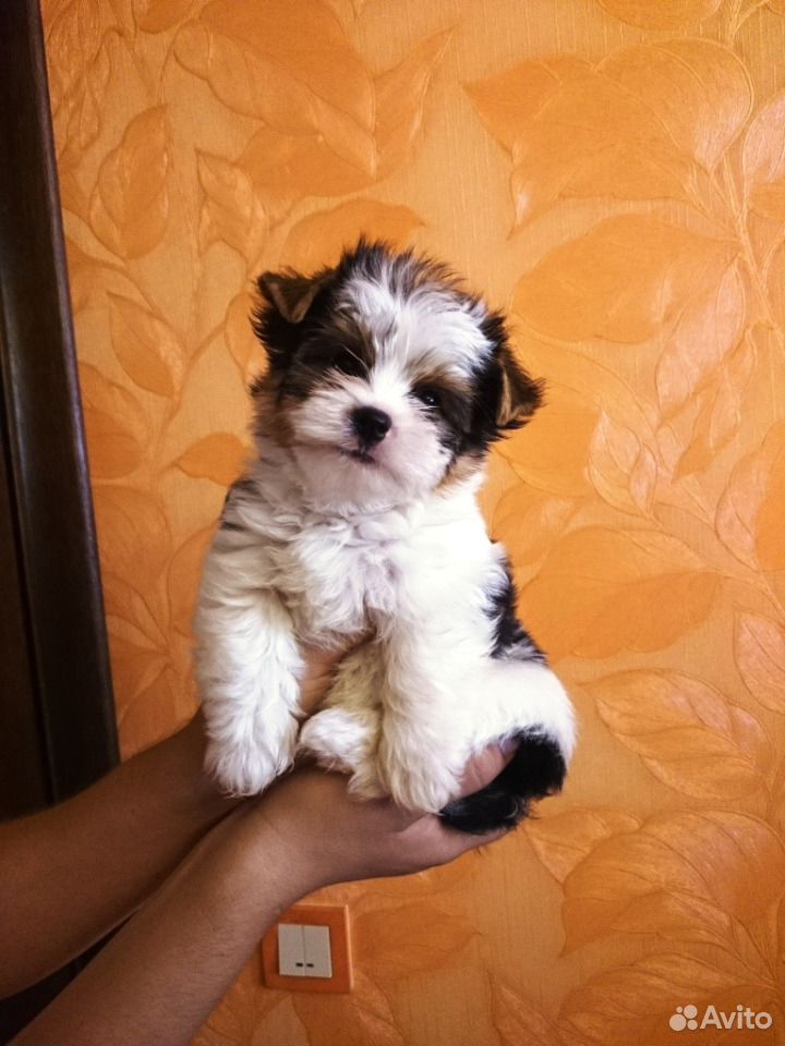 Щенульки-золотульки