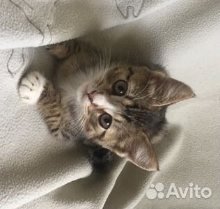 Полосатый котенок Шустрик