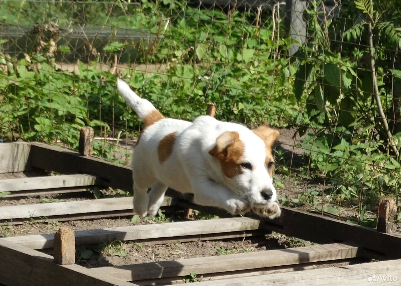 Очаровательные малыши Джек Рассел терьера