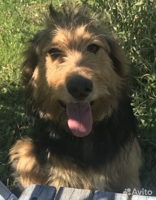 Шикарный красавец Мишка. Метис эрдельтерьера в дар