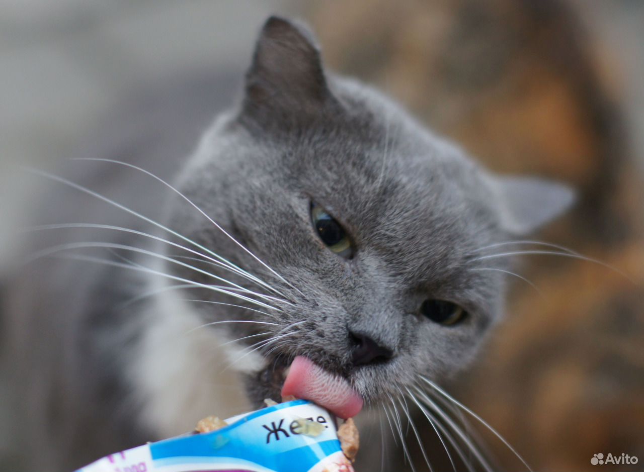 Британка Дымка, 2 года+, стерилиз, привита