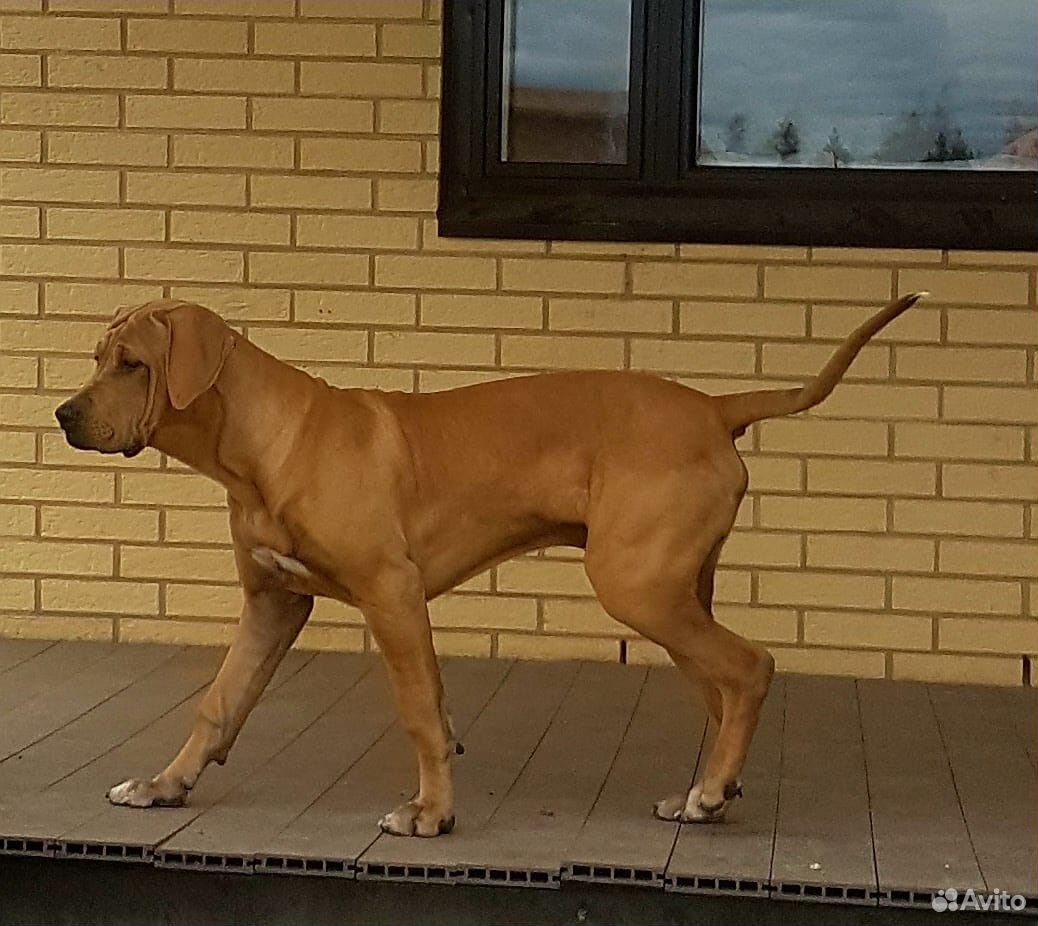 Булли Кутта