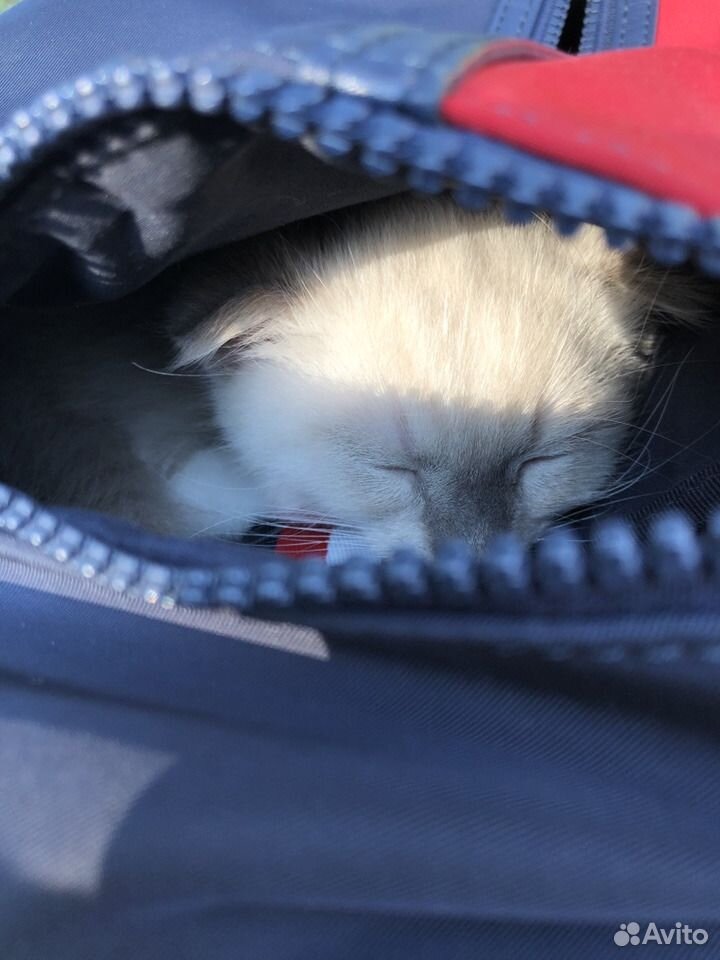 Вислоухий котенок шотландский
