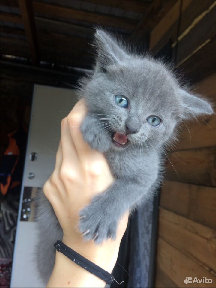 Красивый мальчик в добрые руки