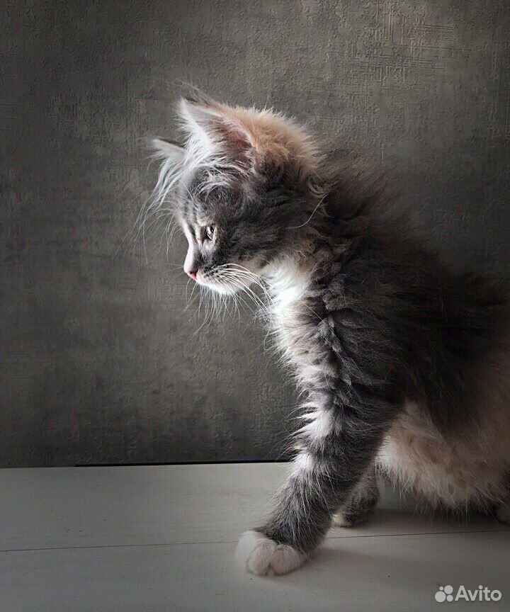 Нафаня в добрые руки