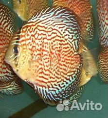 Дискус Красный дракон (Red dragon)