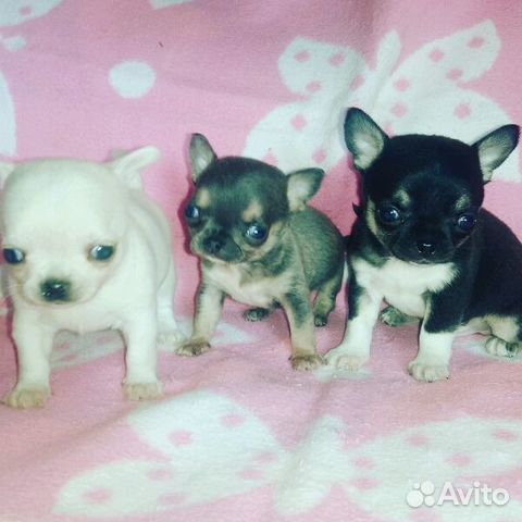 Крошки-малютки