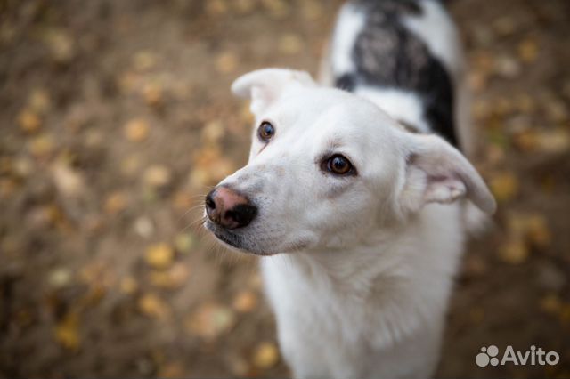 Нежный Сэмка ищет дом