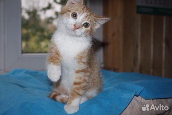Рыжий котенок, 8 мес. Антошка