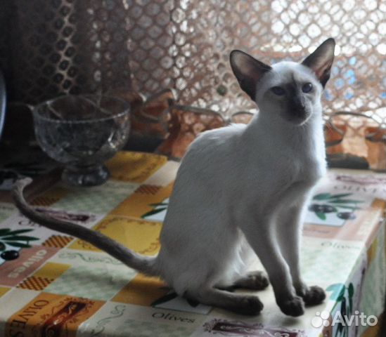 Сиамский котенок - девочка, 9 мес
