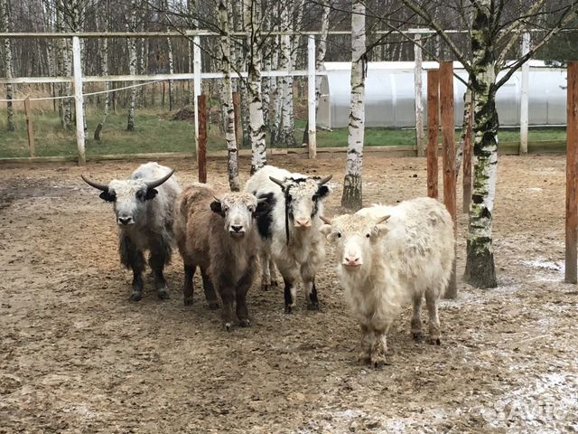 Тибетские яки