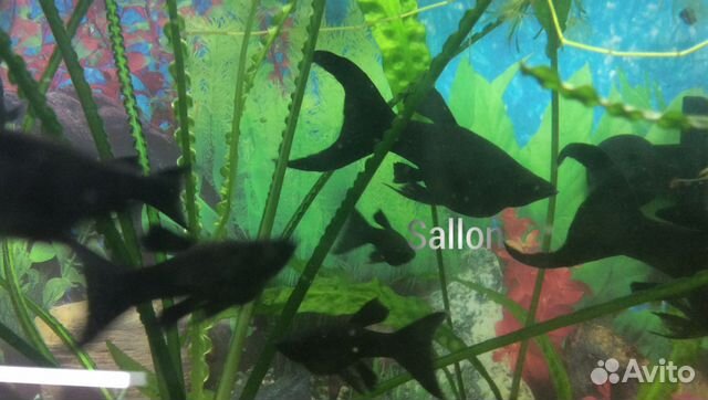 Моллинезия лира, Ковровый элеотрис