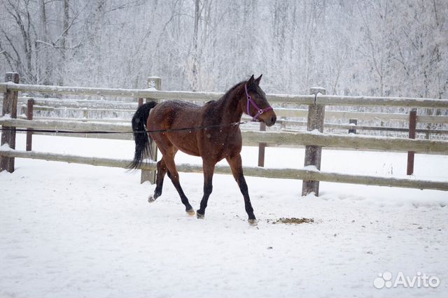 Продажа кобылы тракененской