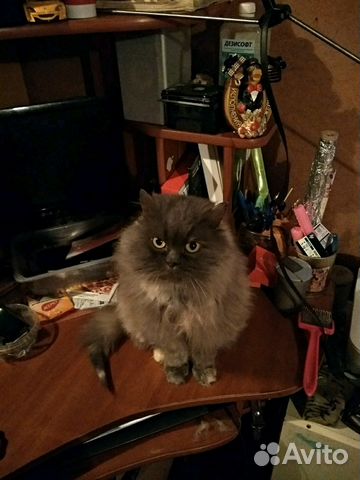 Отдам персидскую кошку