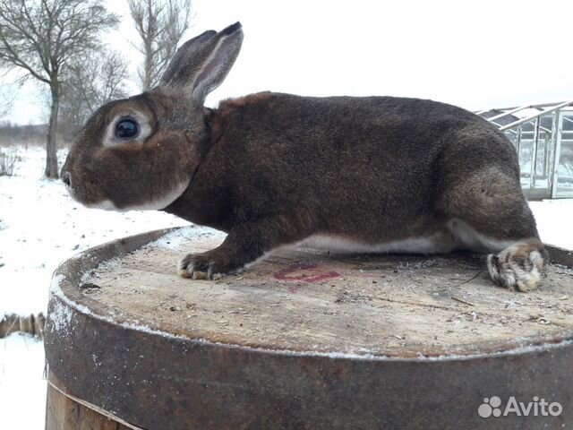 Кролики рексы