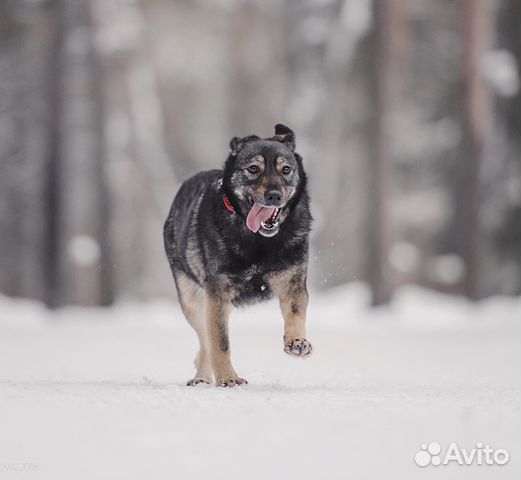 Некрупная собака Варя в дар