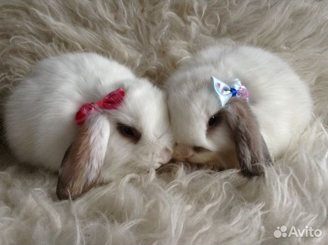 Карликовые кролики