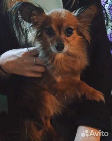 Отдам в хорошие собаку