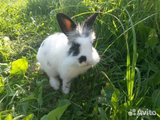 Кролик в дар