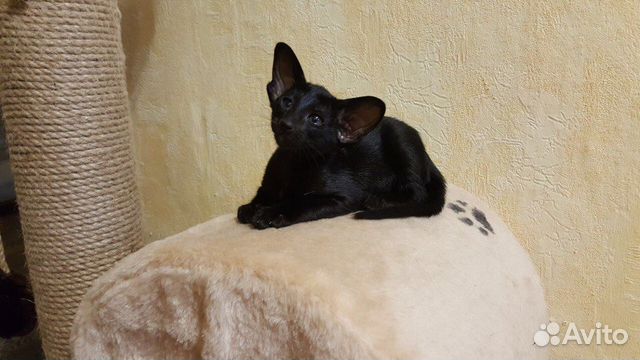 Котики ориенталы