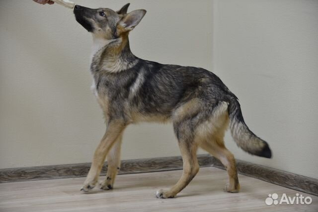 Щенок, метис