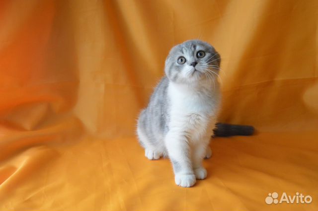 Сладкий мальчишка с шикарными породными данными