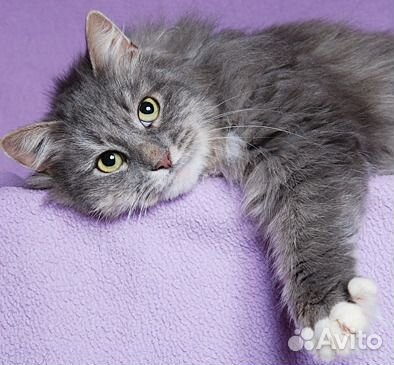 Кошечка Жасмин