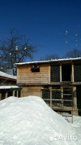 Спортивные голуби