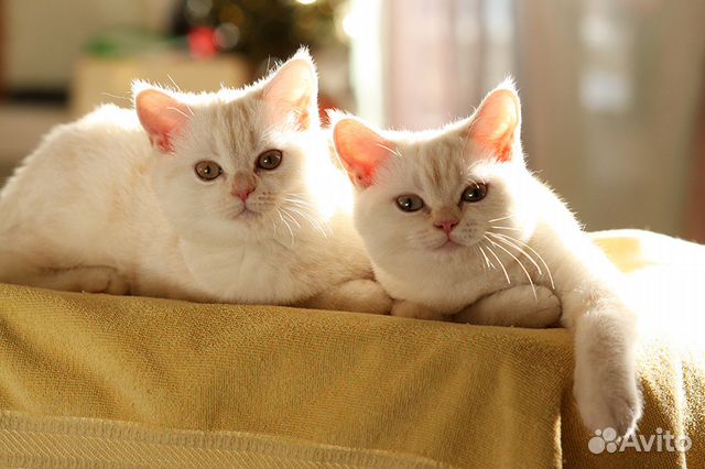 Очаровашки бриташки