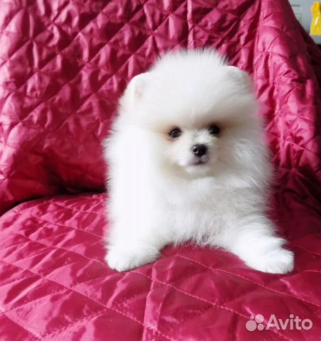 Кремовый клубочек