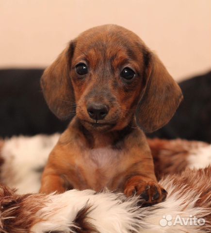 Такса мини Девочка