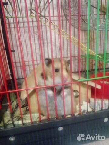 Отдаю хомячков