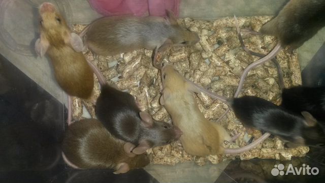 Сатиновые мыши Sateen coast