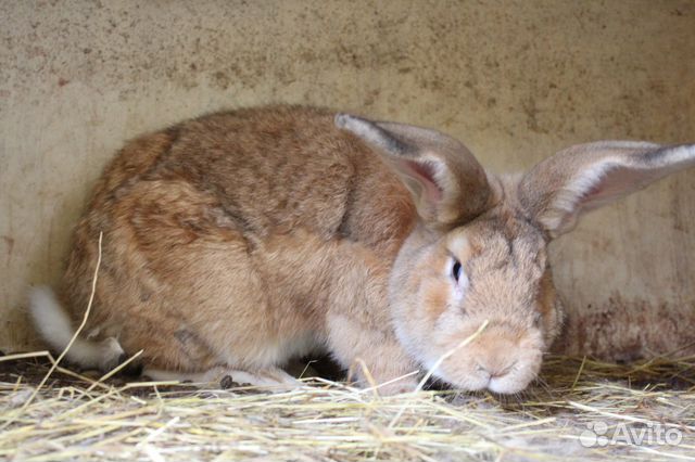 Кролики Немецкий ризен