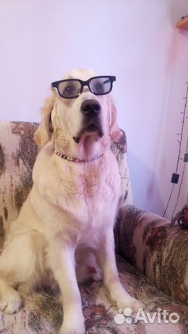 Ищем невесту