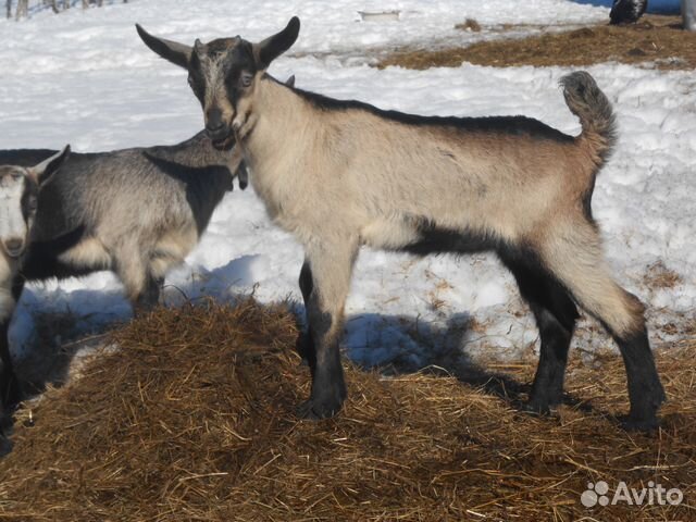 Альпийские козлята