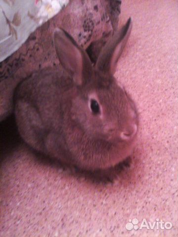 Декоративный кролик в дар