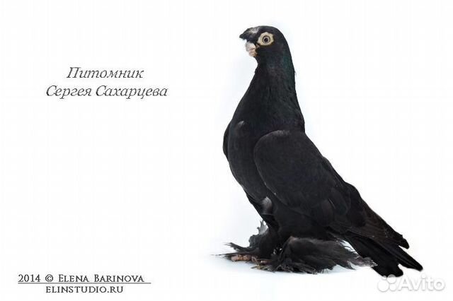 Голуби узбекские двучубые малоклювые