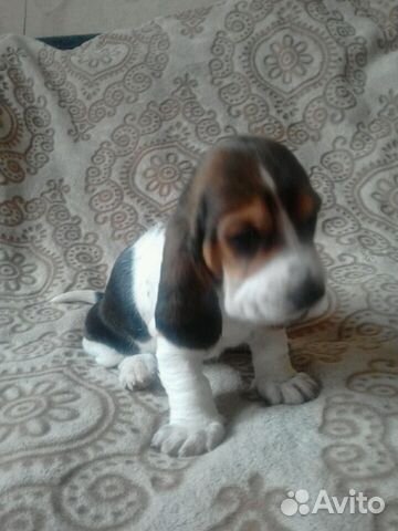 Щенок Басет Хаунд (девочка)