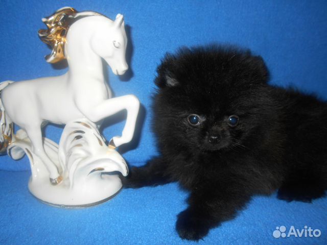 Плюшевые медвежата